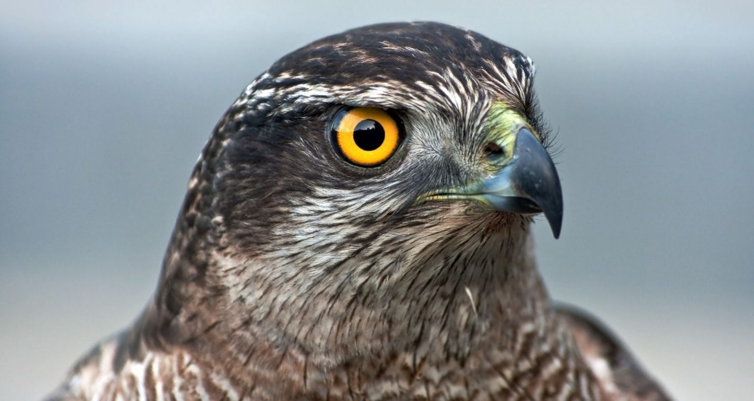 How to Scare Hawks Away from Your Yard - Patio Gateway
