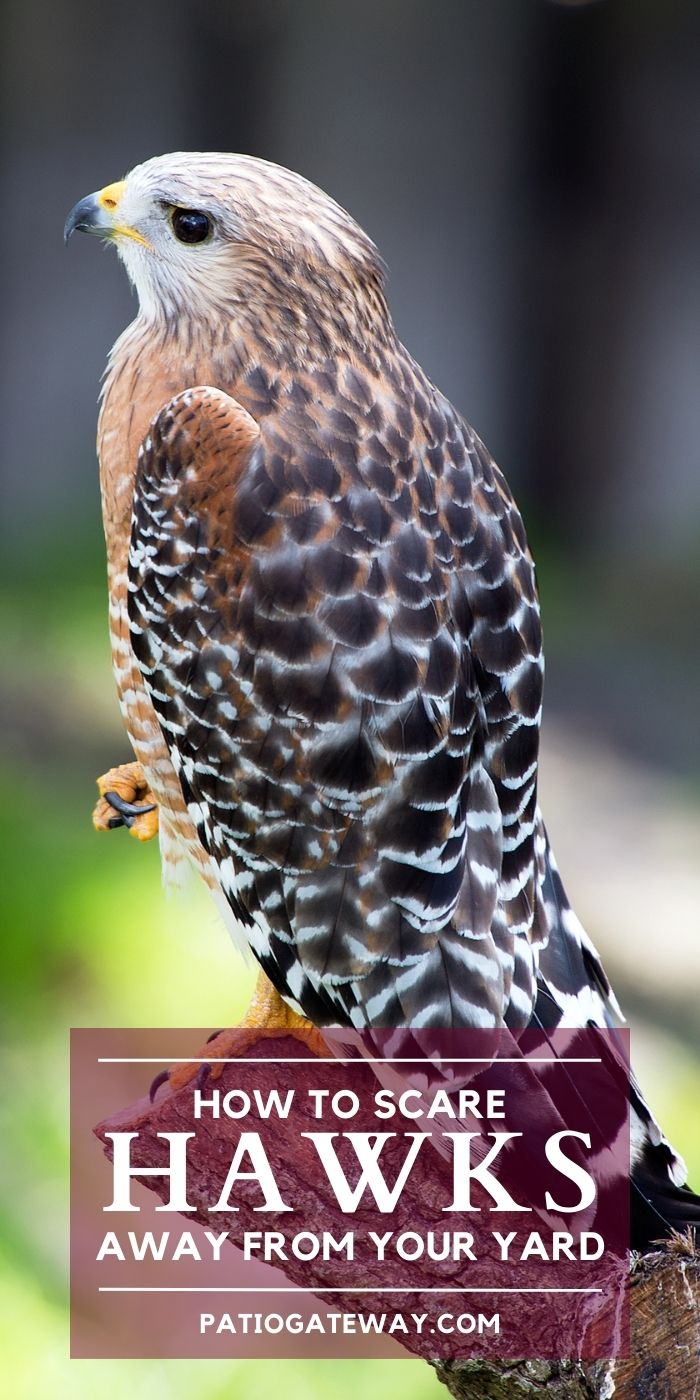 How to Scare Hawks Away from Your Yard - Patio Gateway