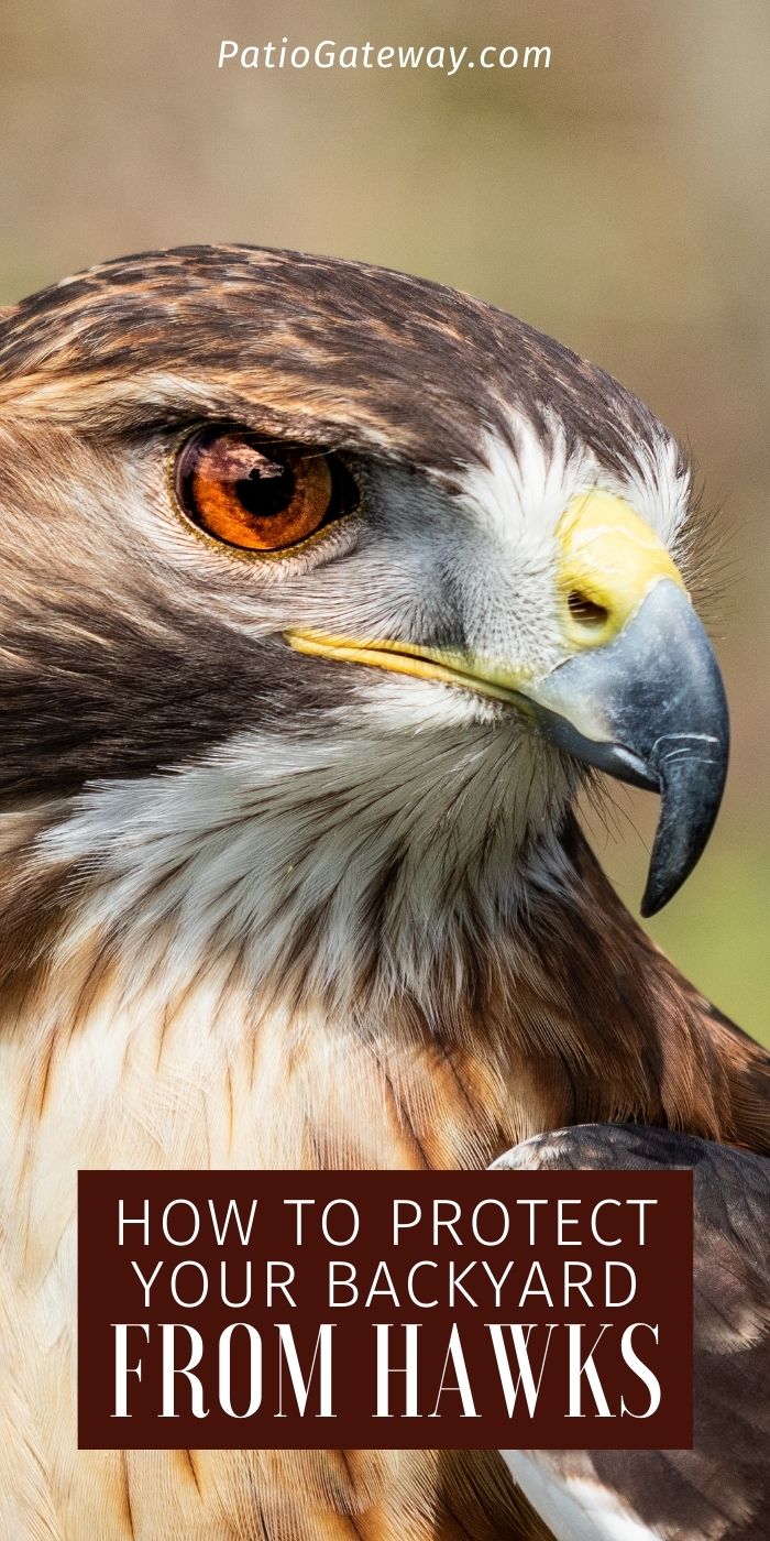 How to Scare Hawks Away from Your Yard - Patio Gateway