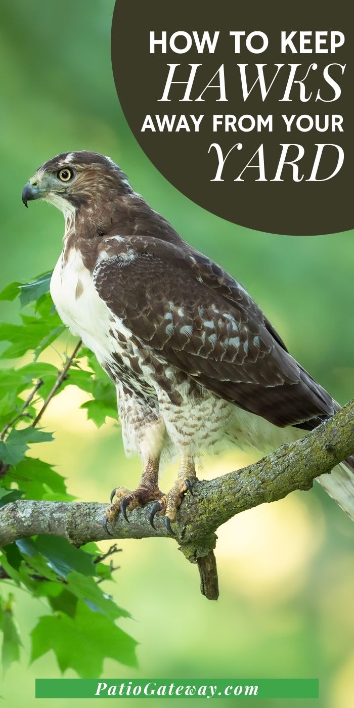 How to Scare Hawks Away from Your Yard - Patio Gateway
