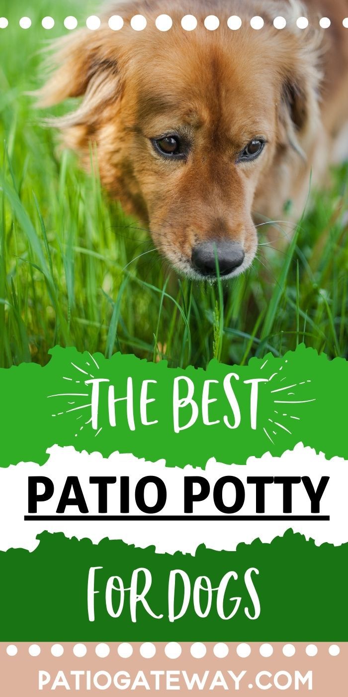 Best Patio Potty for Dogs - Patio Gateway