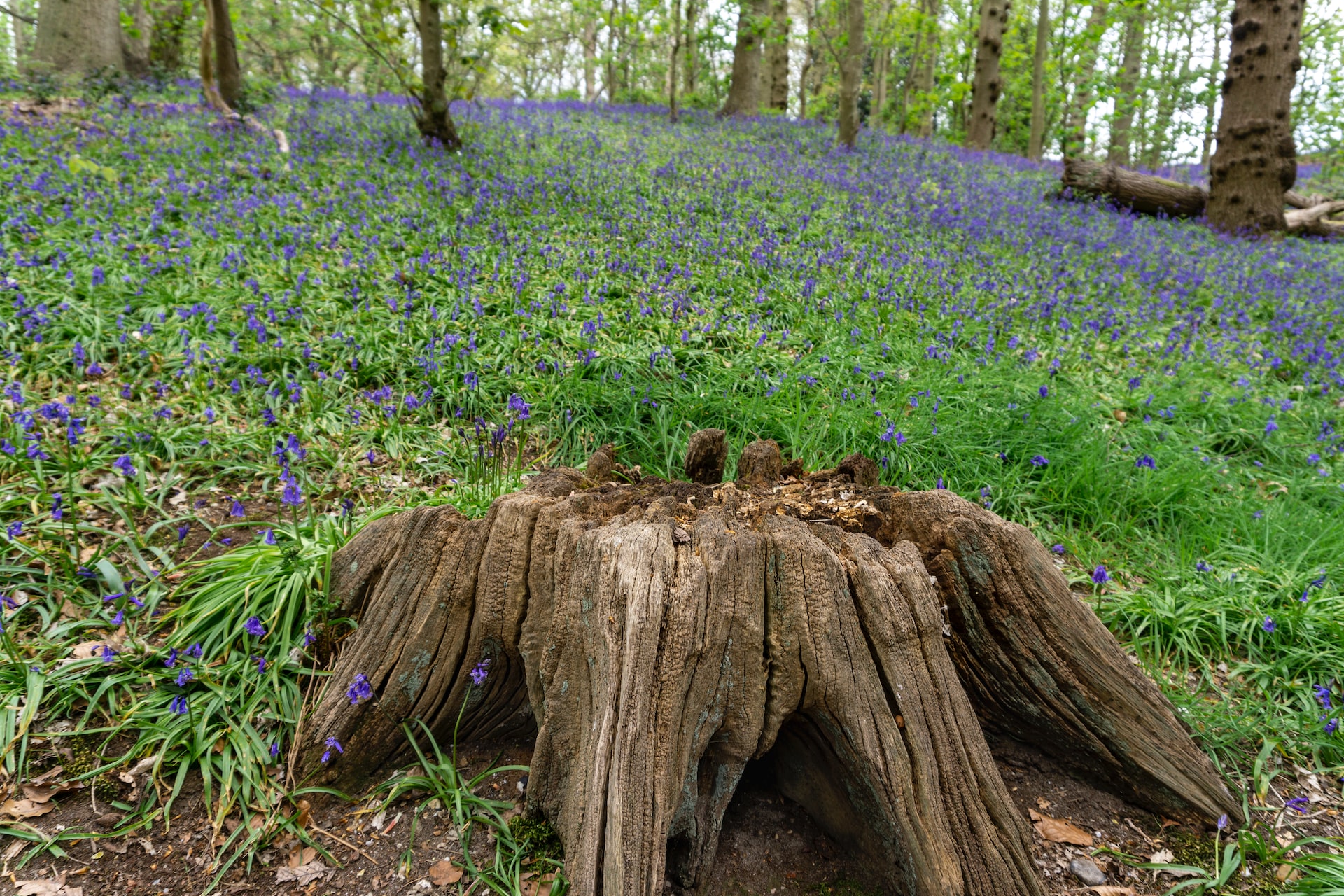 How to Remove a Tree Stump by Hand - Patio Gateway