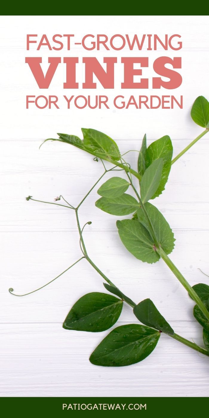 10 Fast Growing Vines to Plant - Patio Gateway